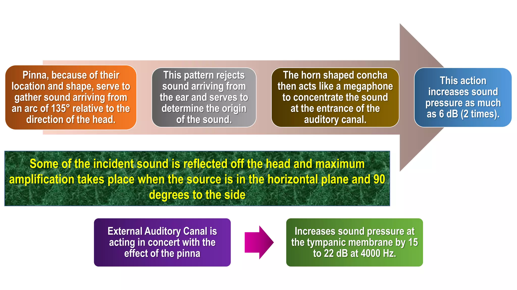 PHYSIOLOGY OF HEARING.pptx | Digital Audio | Computer Software and Applications