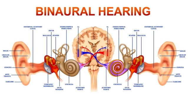 PHYSIOLOGY OF HEARING.pptx | Digital Audio | Computer Software and Applications