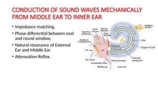 physiology of sound hearing and balance.pptx