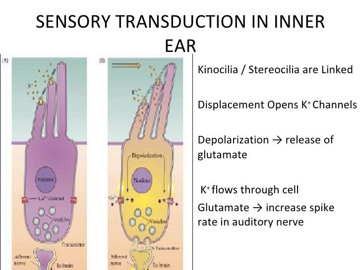 Physiology of hearing 21st july 11