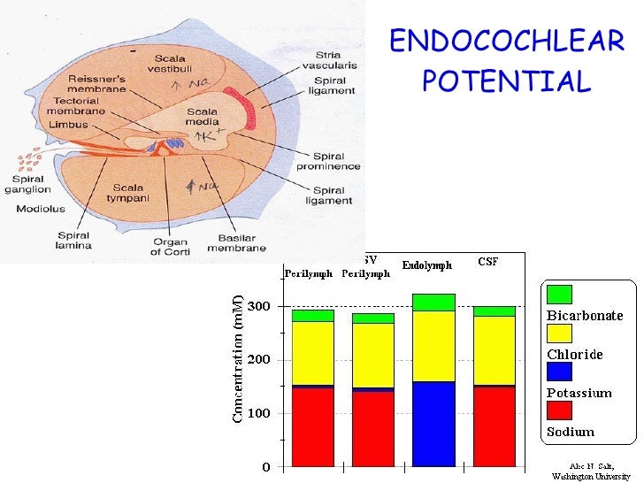 Physiology of hearing 21st july 11