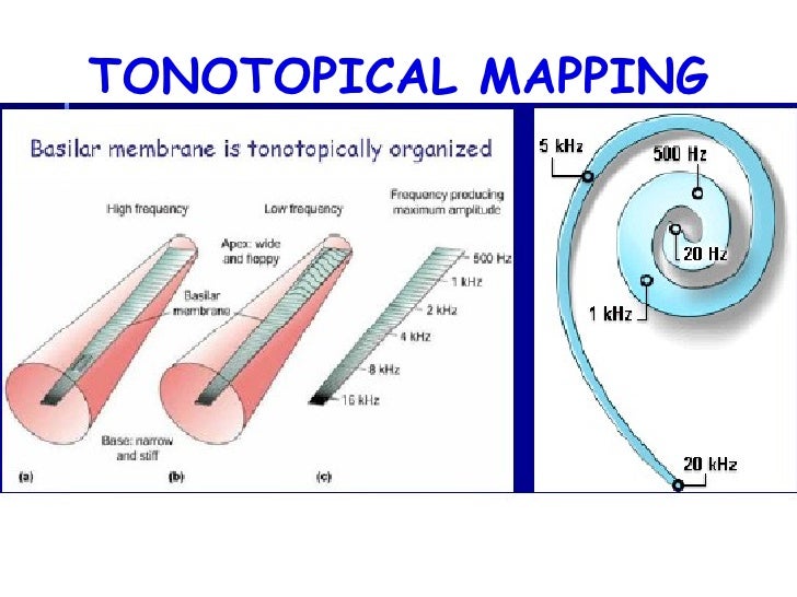 Physiology of hearing 21st july 11