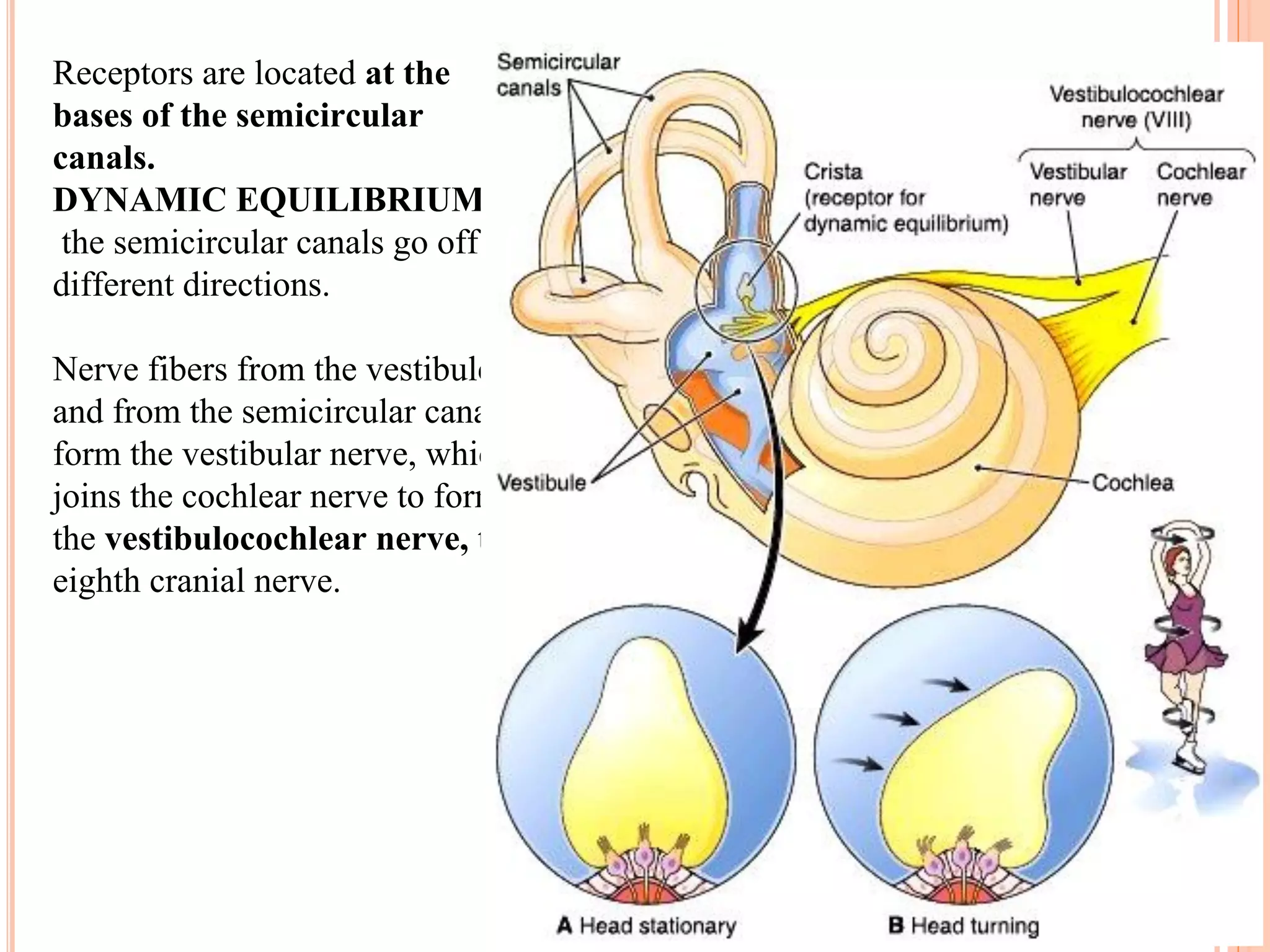 physiology of hearing and balance.pdf