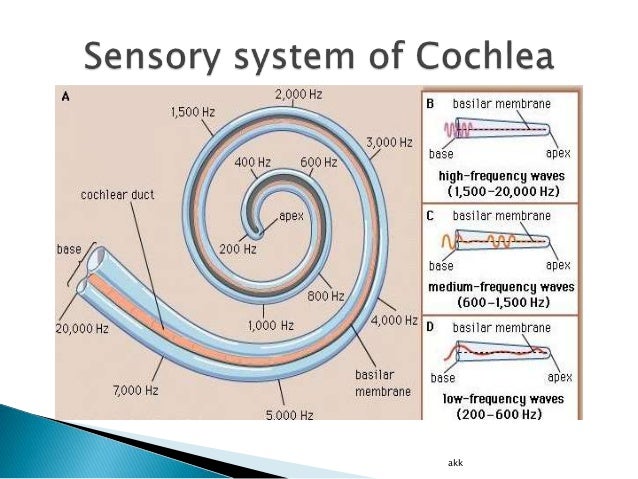 Physiology of Hearing and Equilibrium