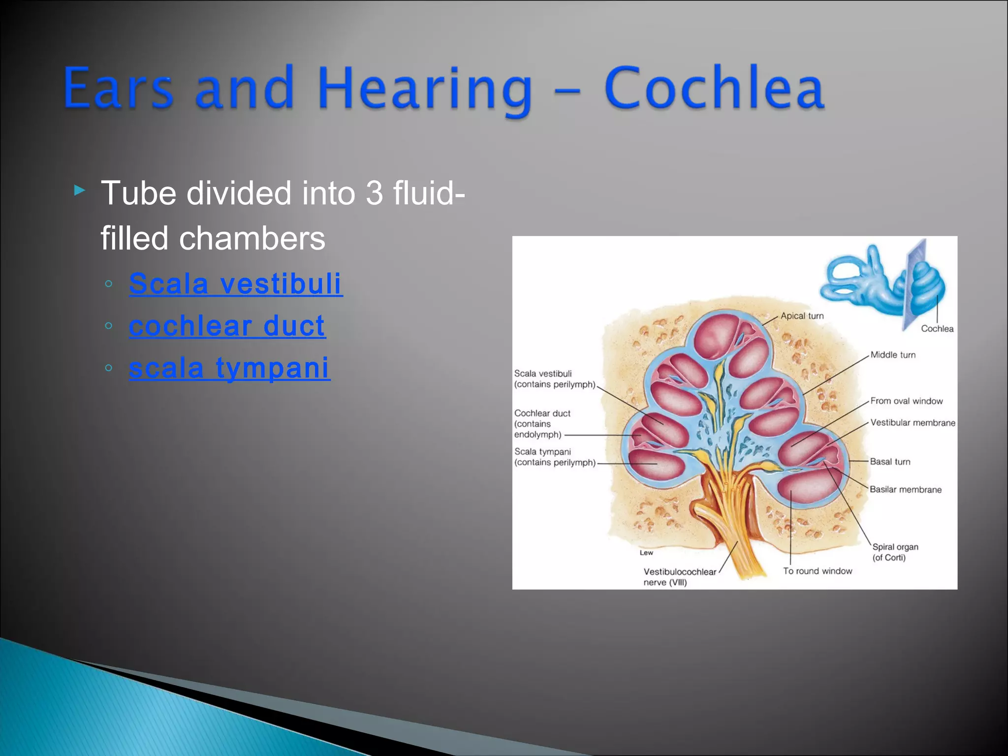 Physiology of hearing & approach to hearing loss in a child | PPT