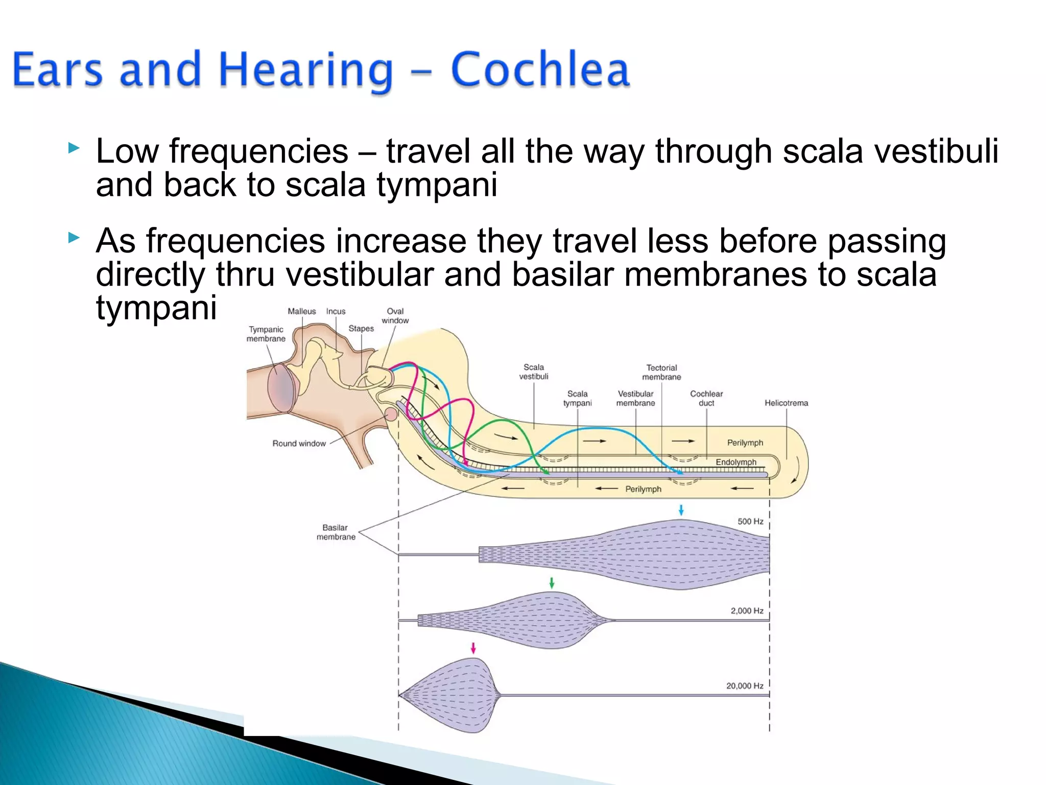 Physiology of hearing & approach to hearing loss in a child | PPT