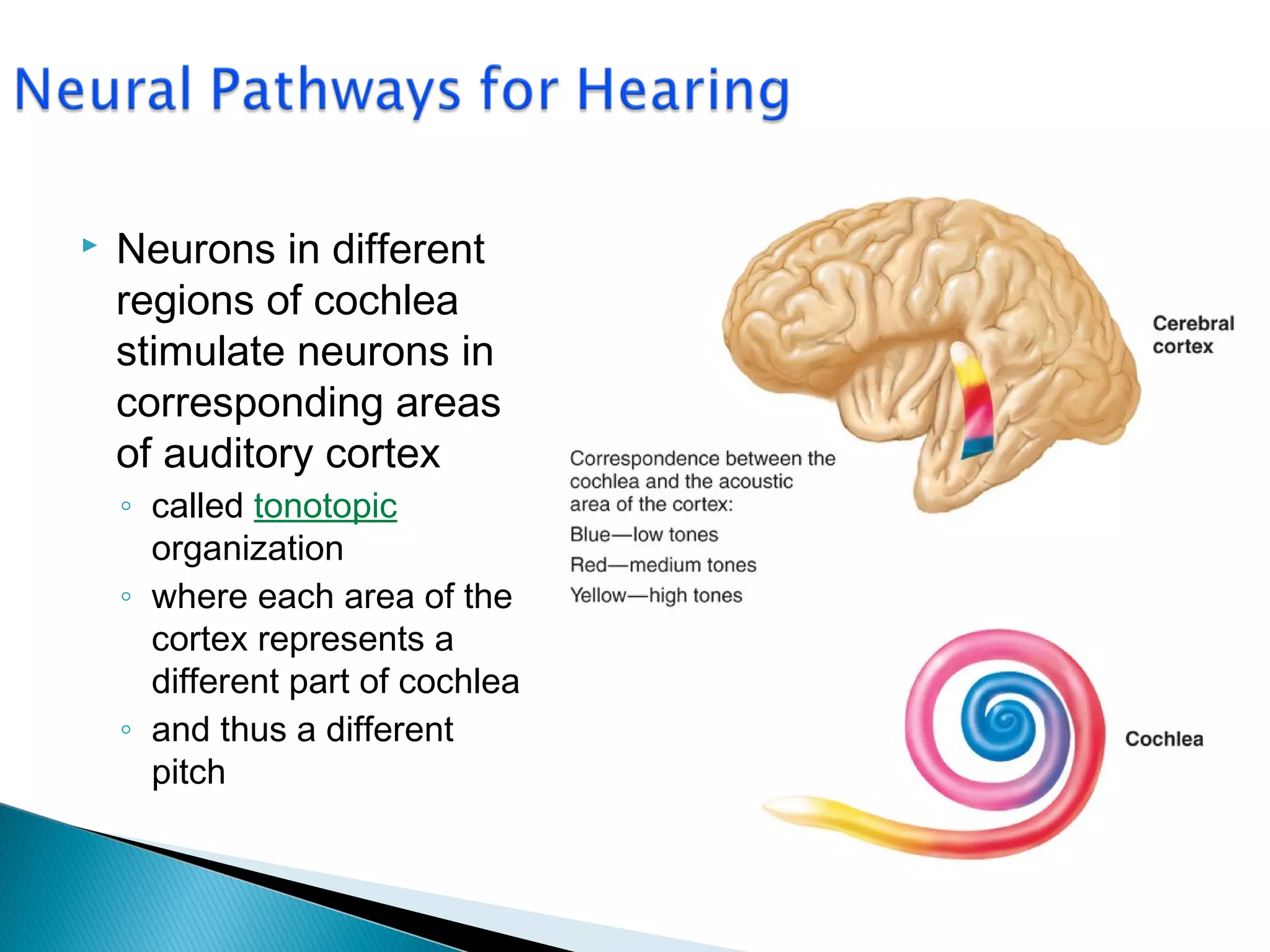Physiology of hearing & approach to hearing loss in a child | PPT