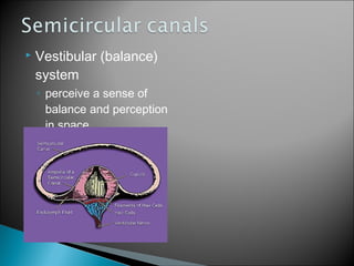 Physiology of hearing & approach to hearing loss in a child | PPT
