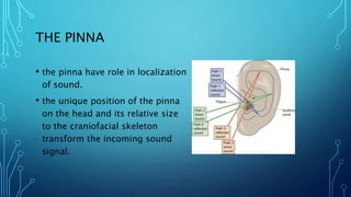 Physiology of hearing [autosaved] | PPT
