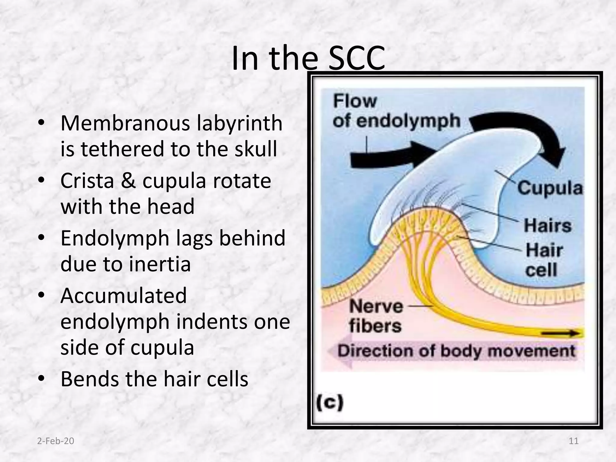 Physiology of Equilibrium | PPTX