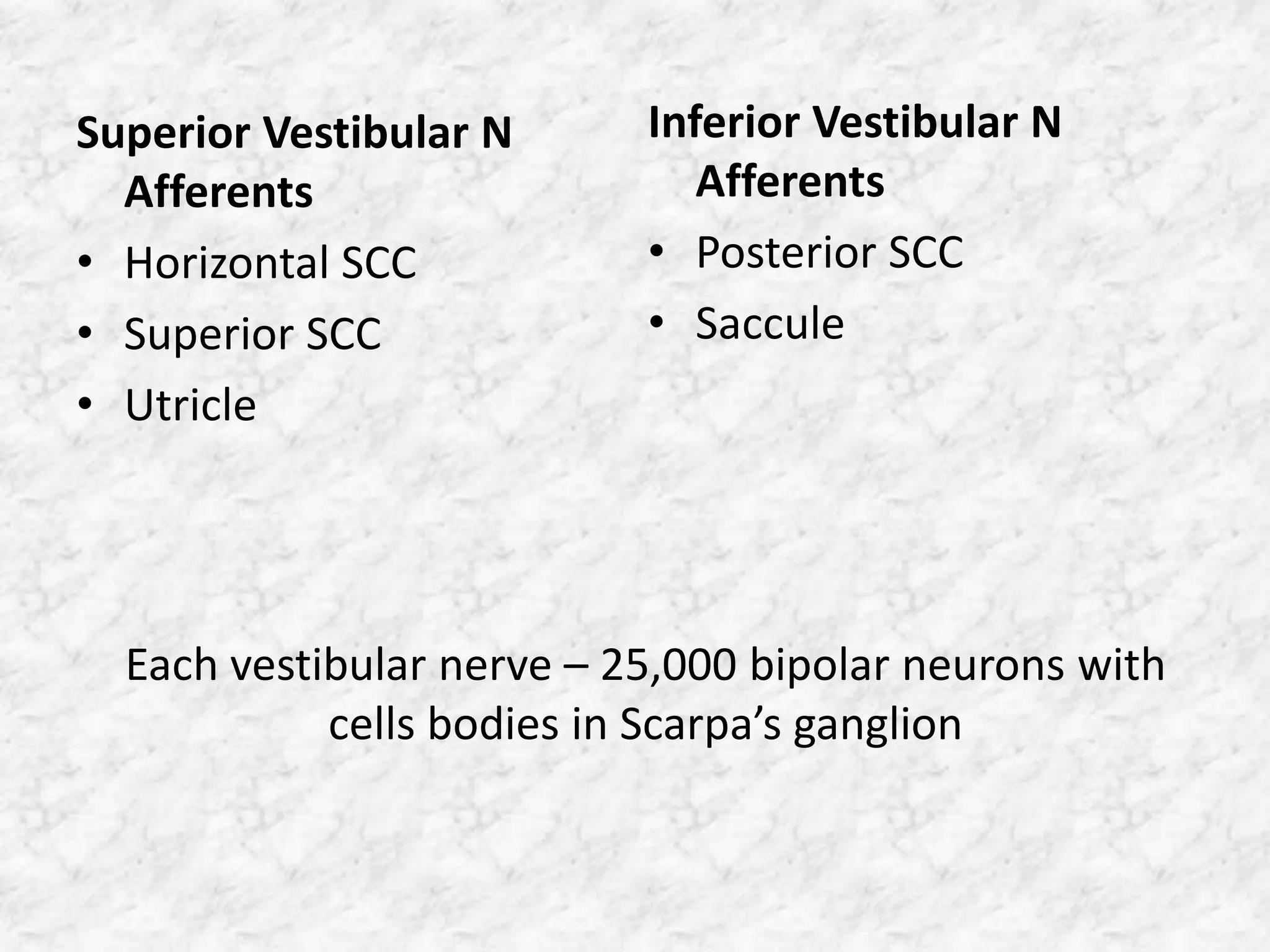 Physiology of Equilibrium | PPTX