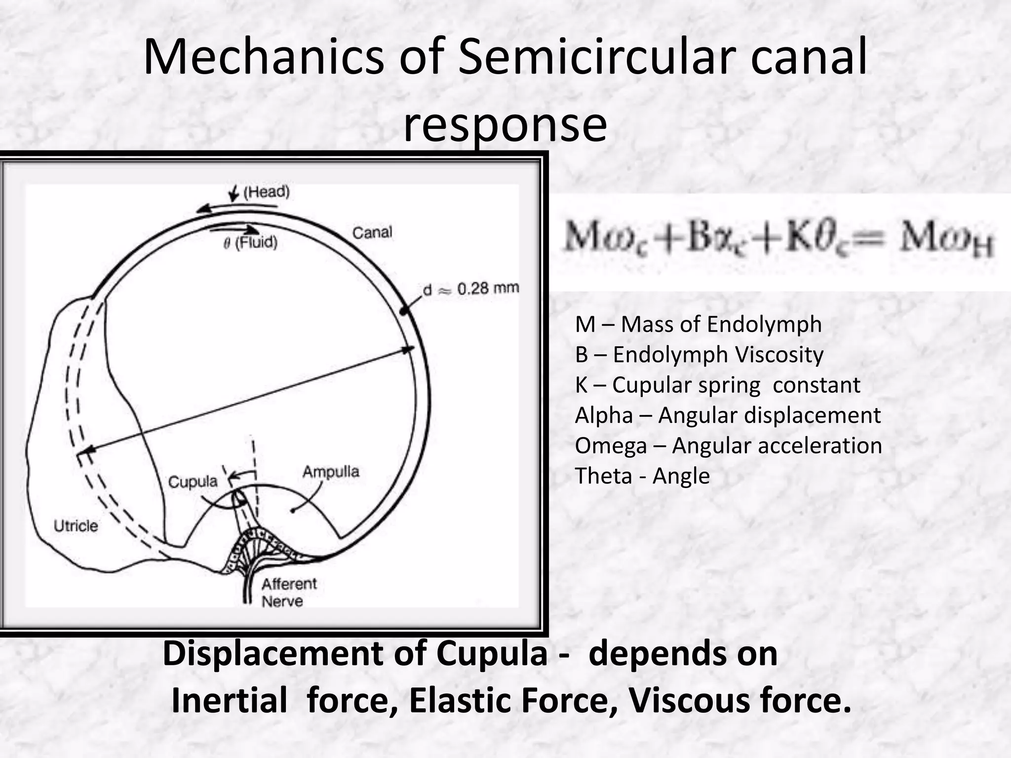 Physiology of Equilibrium | PPTX