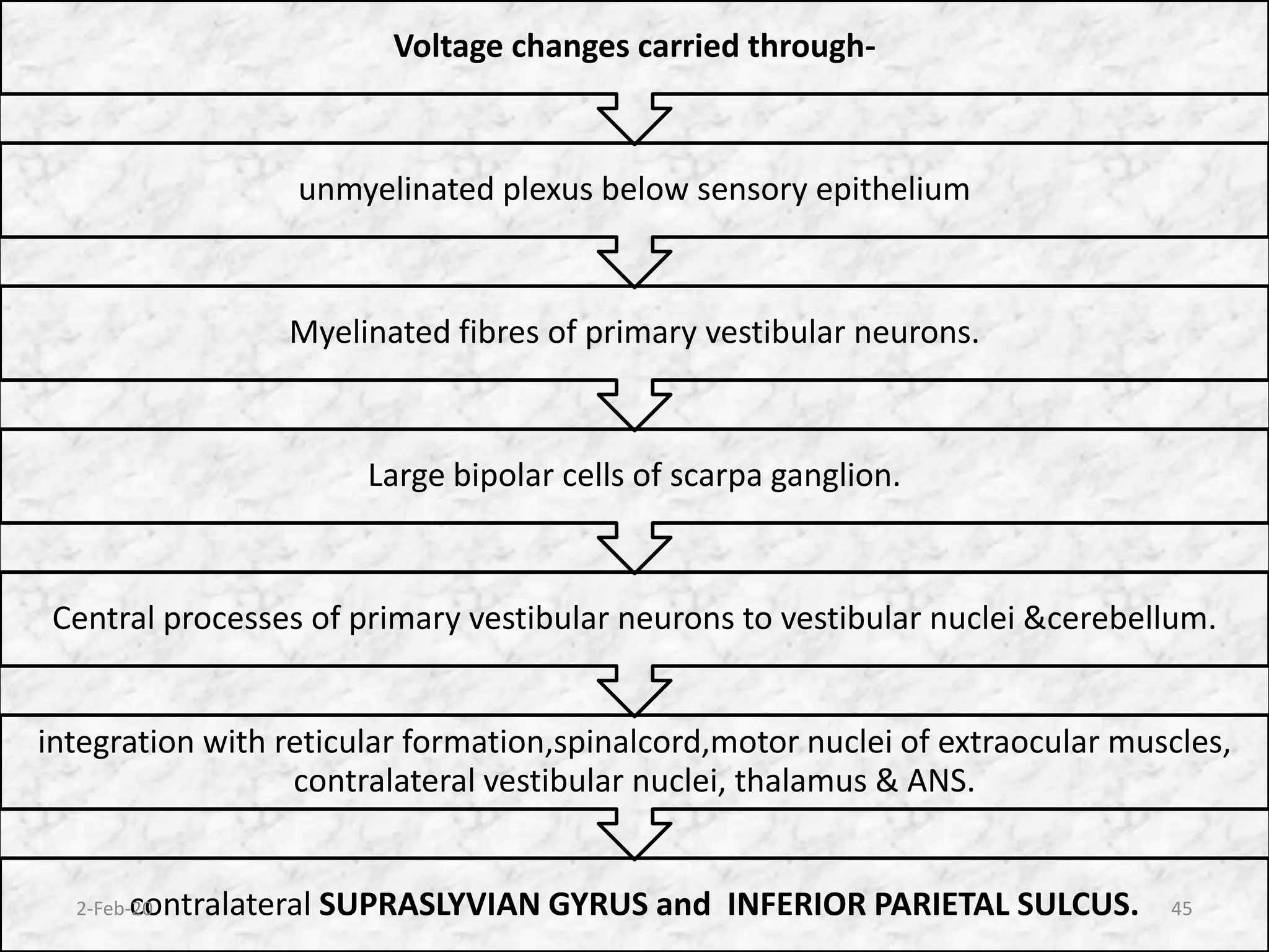 Physiology of Equilibrium | PPTX