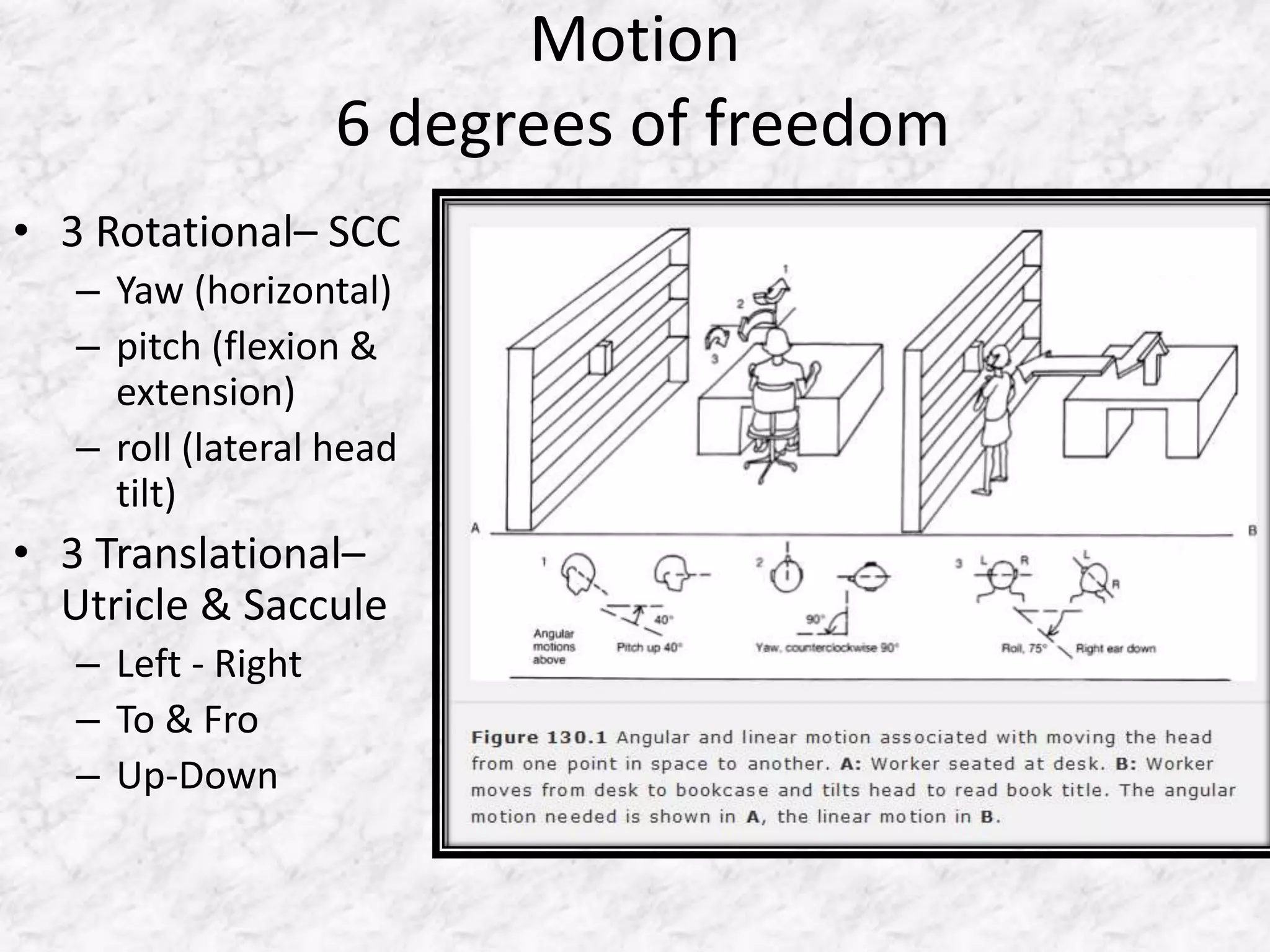 Physiology of Equilibrium | PPTX