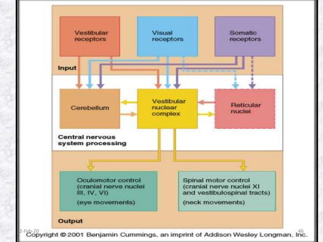 Physiology of Equilibrium | PPTX