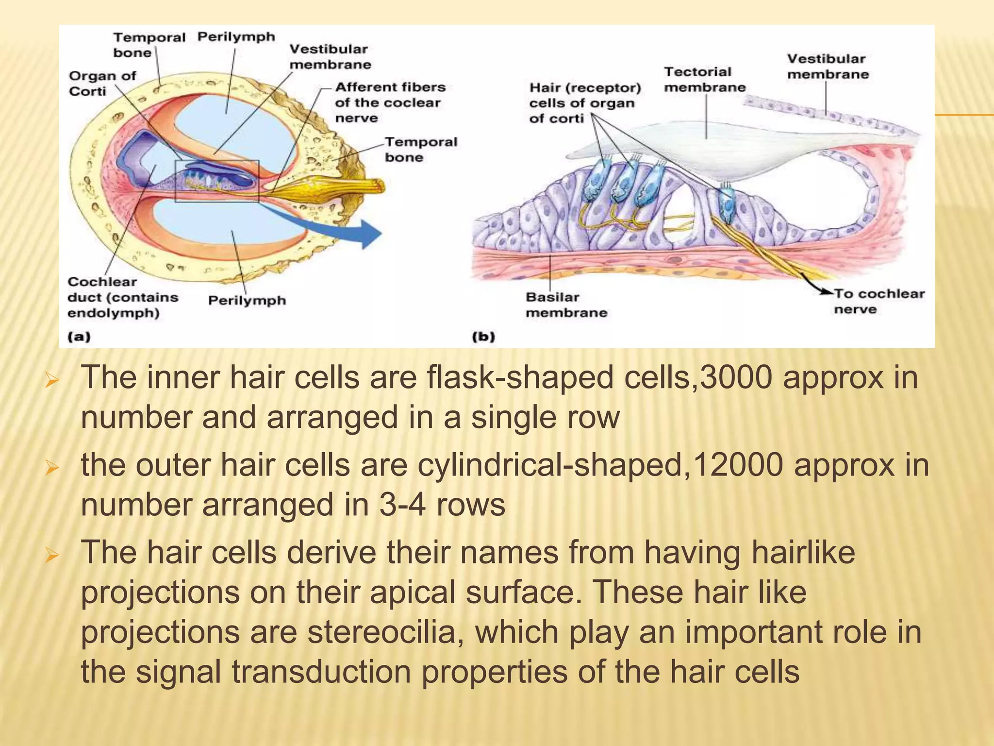 Physiology of hearing ppt | PPTX