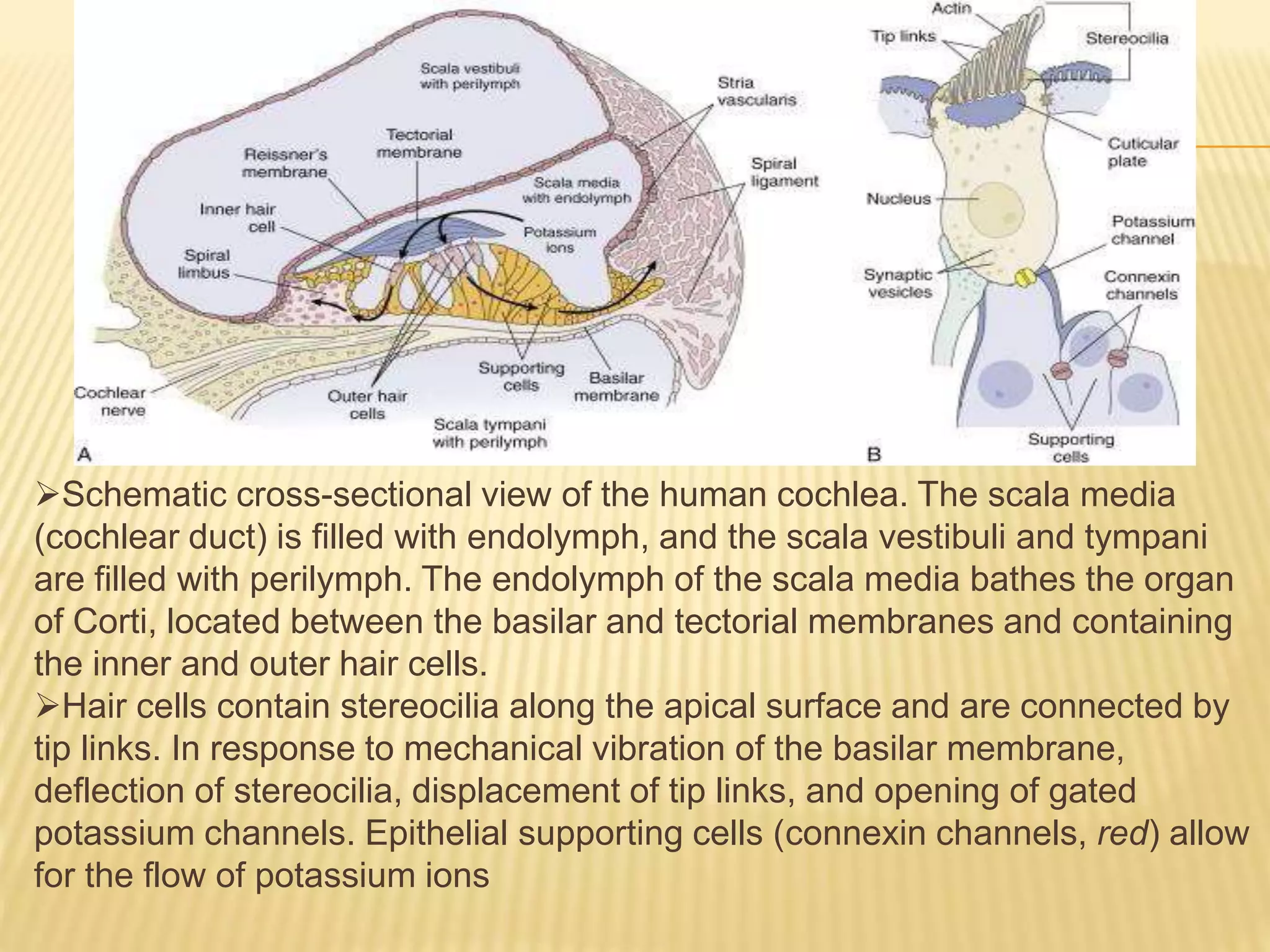 Physiology of hearing ppt | PPTX