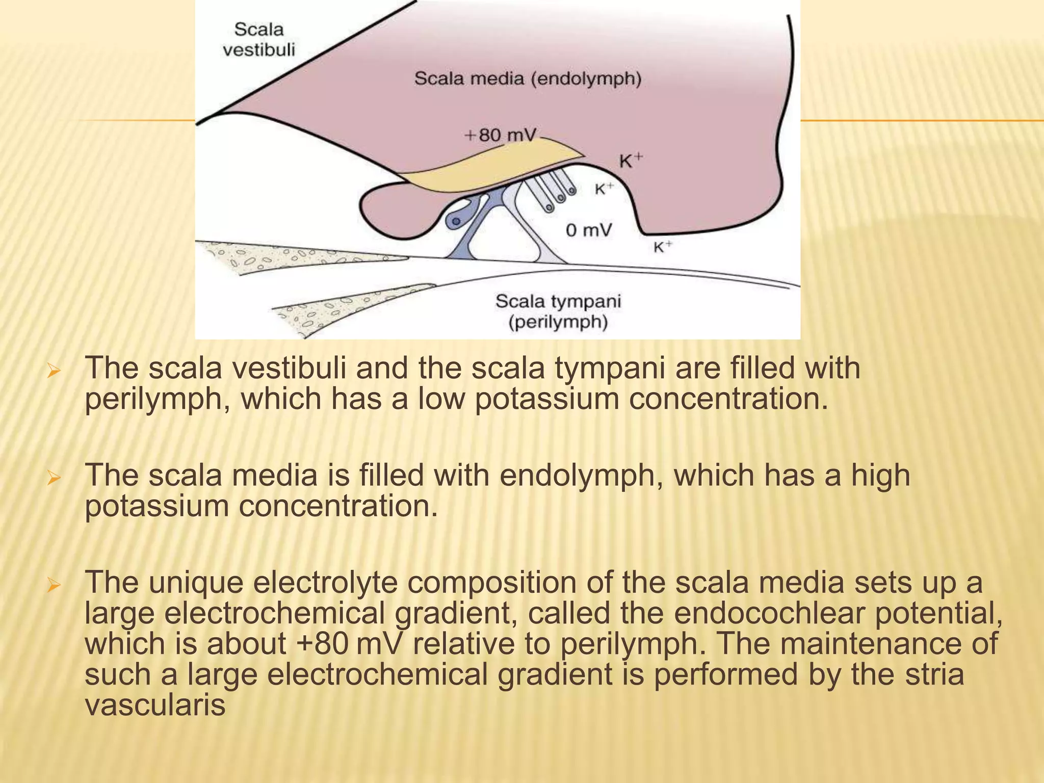 Physiology of hearing ppt | PPTX