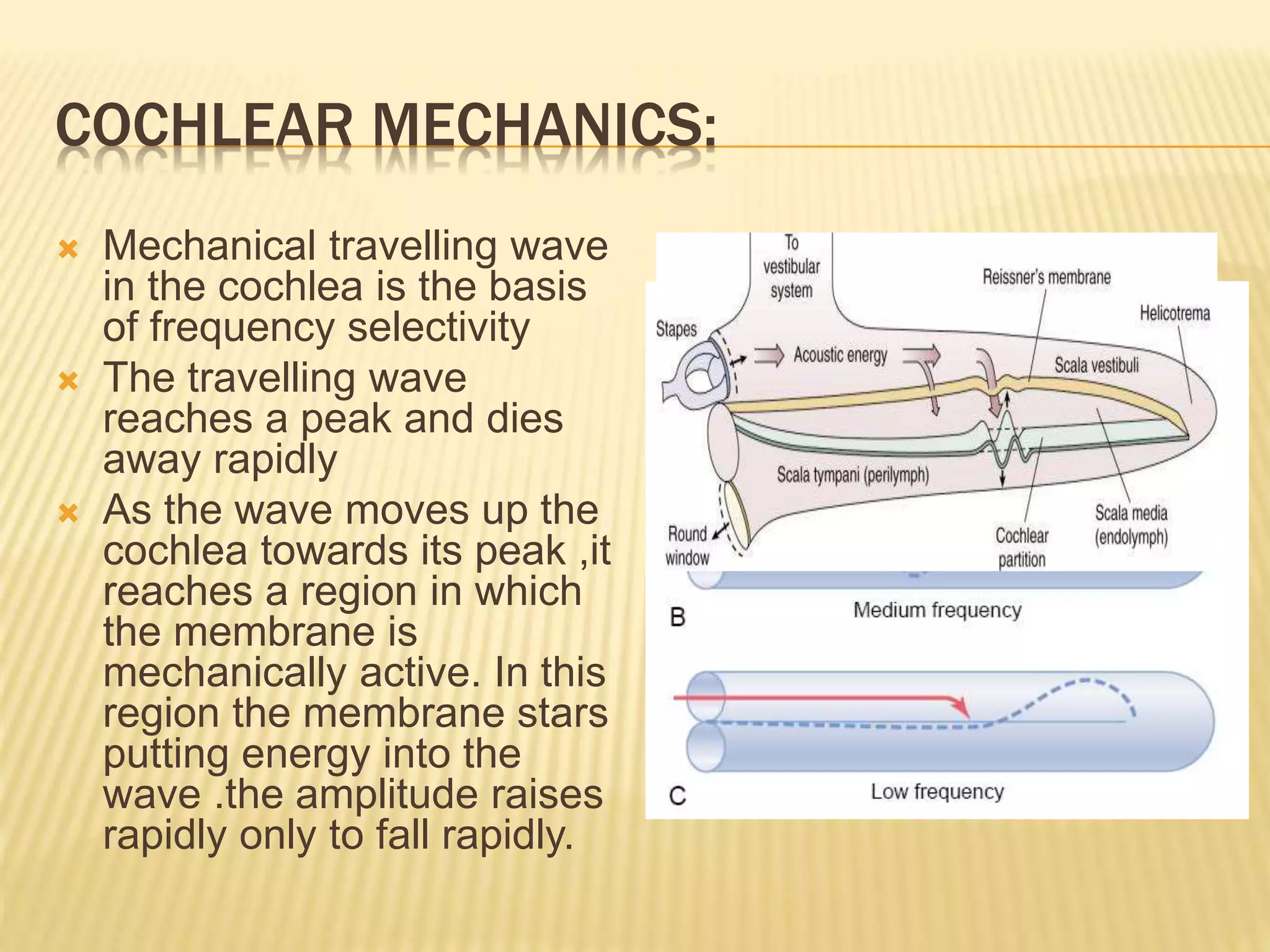 Physiology of hearing ppt | PPTX