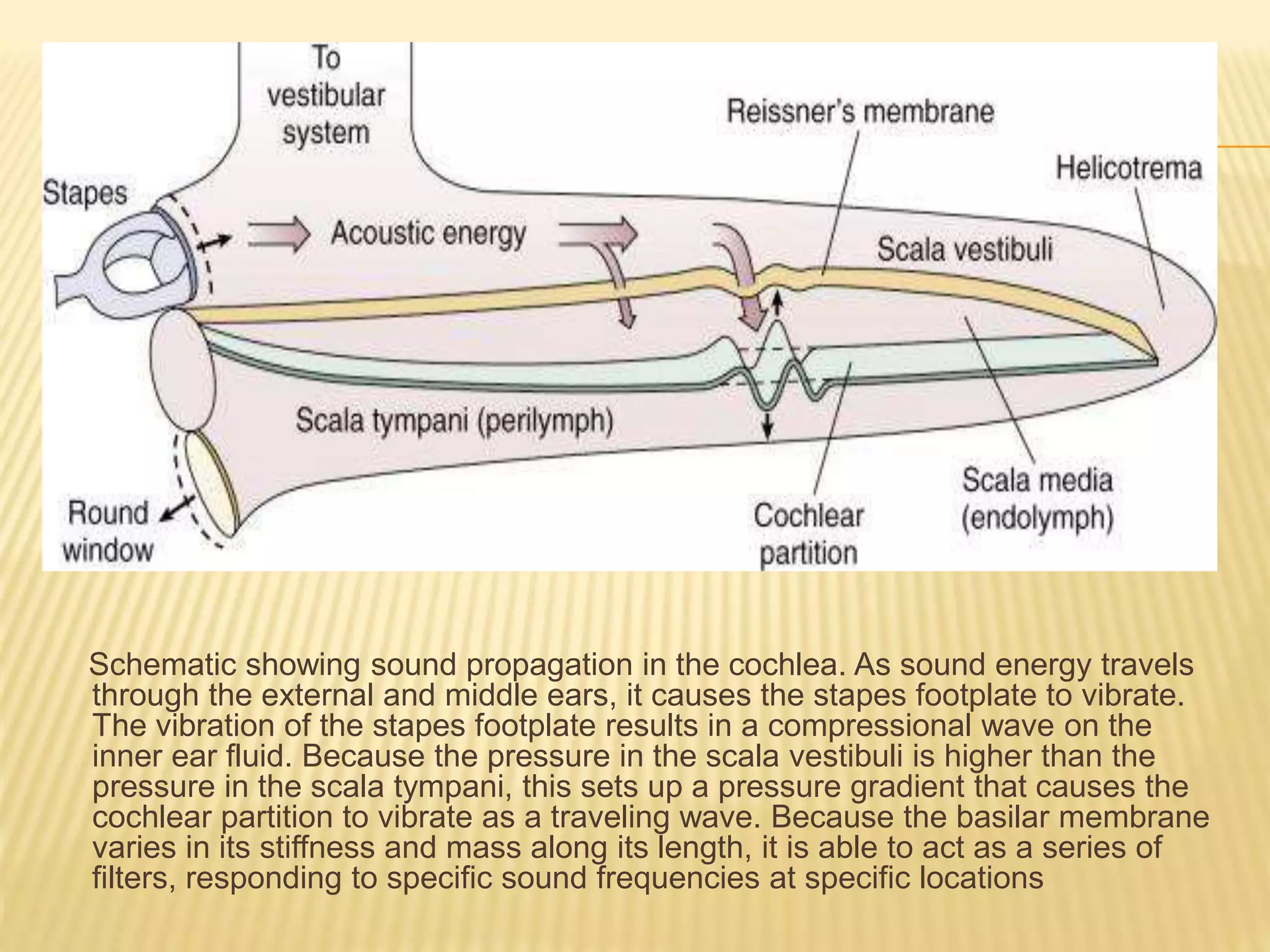 Physiology of hearing ppt | PPTX