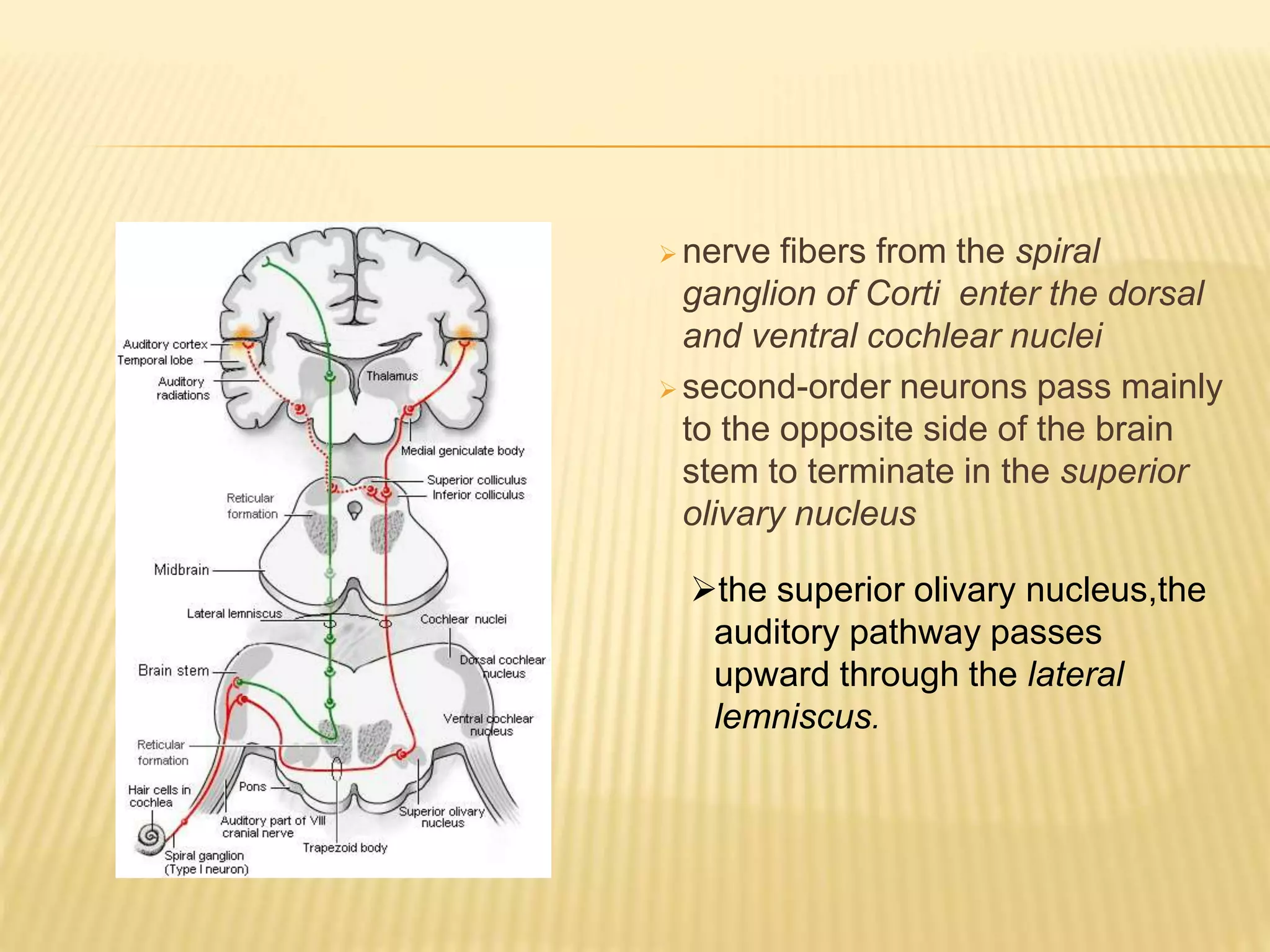 Physiology of hearing ppt | PPTX