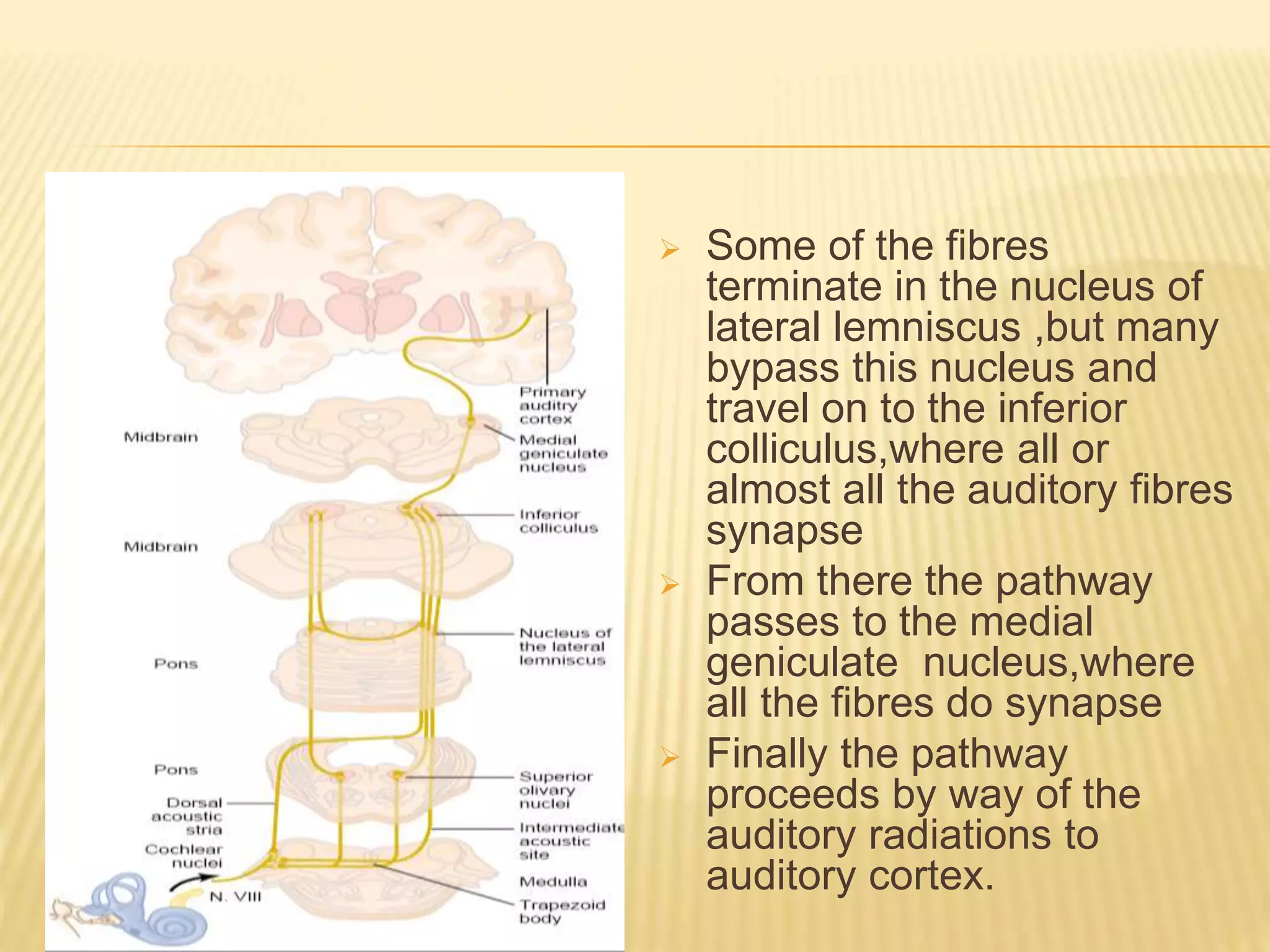 Physiology of hearing ppt | PPTX