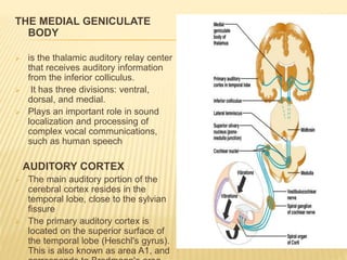 Physiology of hearing ppt | PPTX