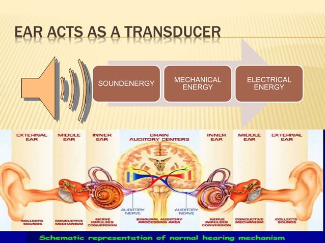 Physiology of hearing ppt | PPTX