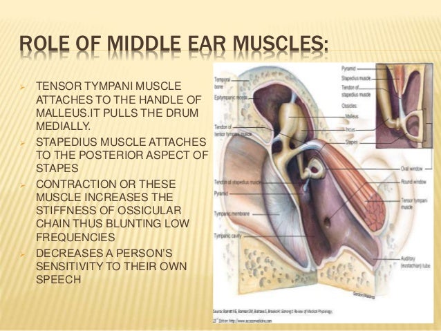 Physiology of hearing ppt