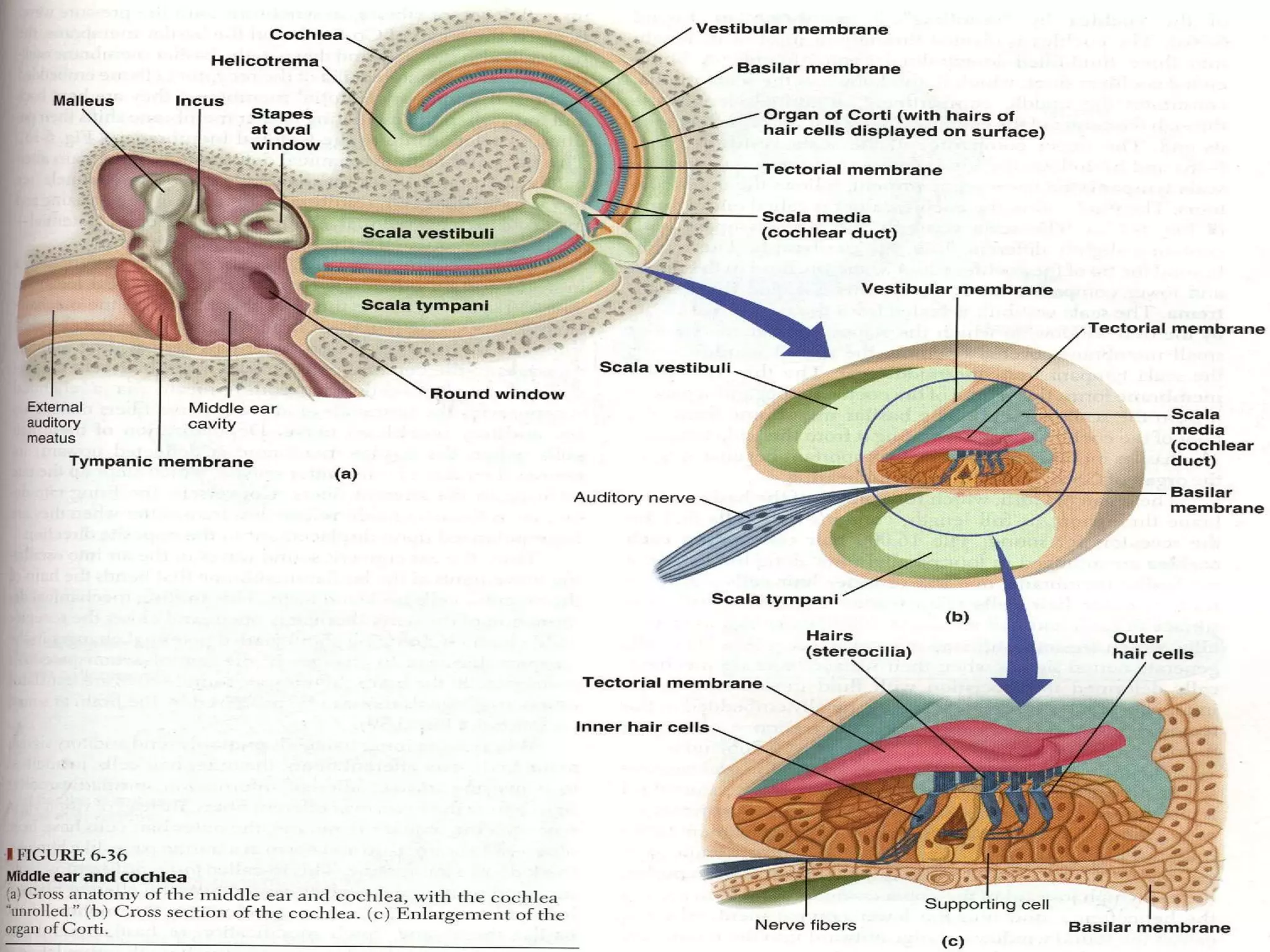 Physiology of Hearing(Presentation).pptx