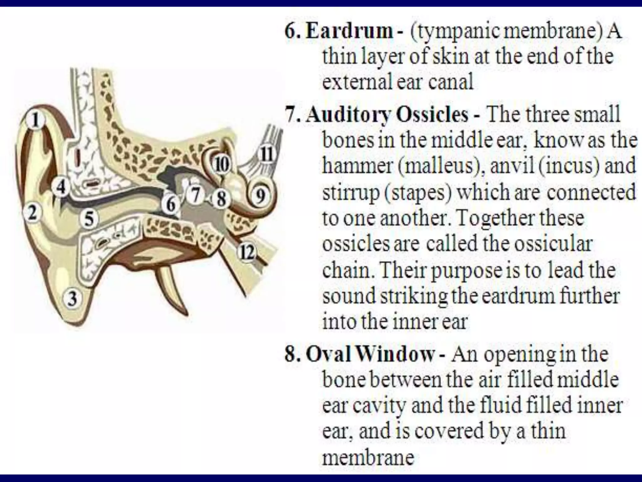 Physiology of Hearing(Presentation).pptx