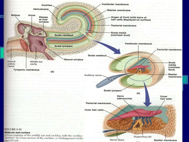 Physiology of Hearing(Presentation).pptx