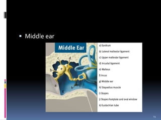 Physiology of hearing | PPTX