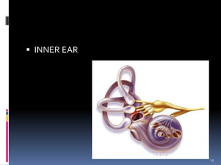 Physiology of hearing | PPTX