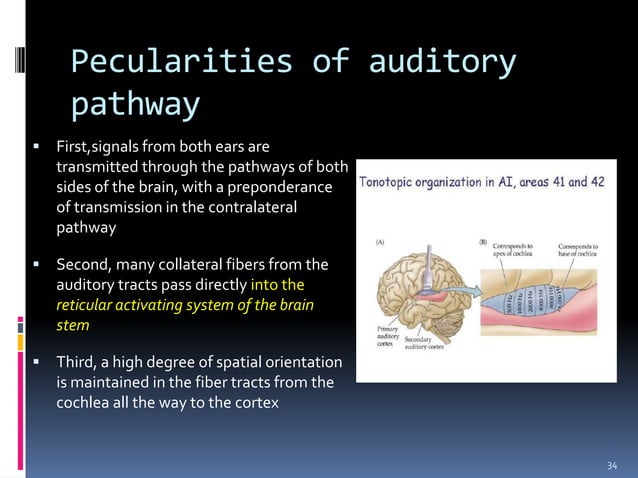 Hearing And Equilibrium Physiology At University Of