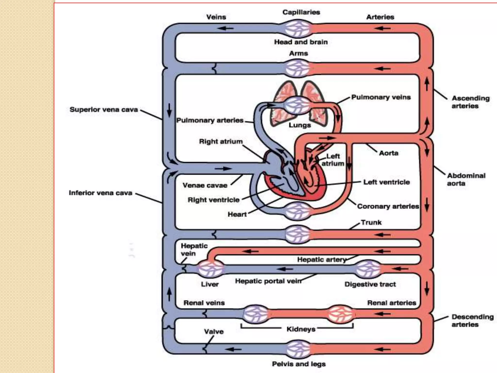 the cardiovascular system and Physiology of heart | PPTX