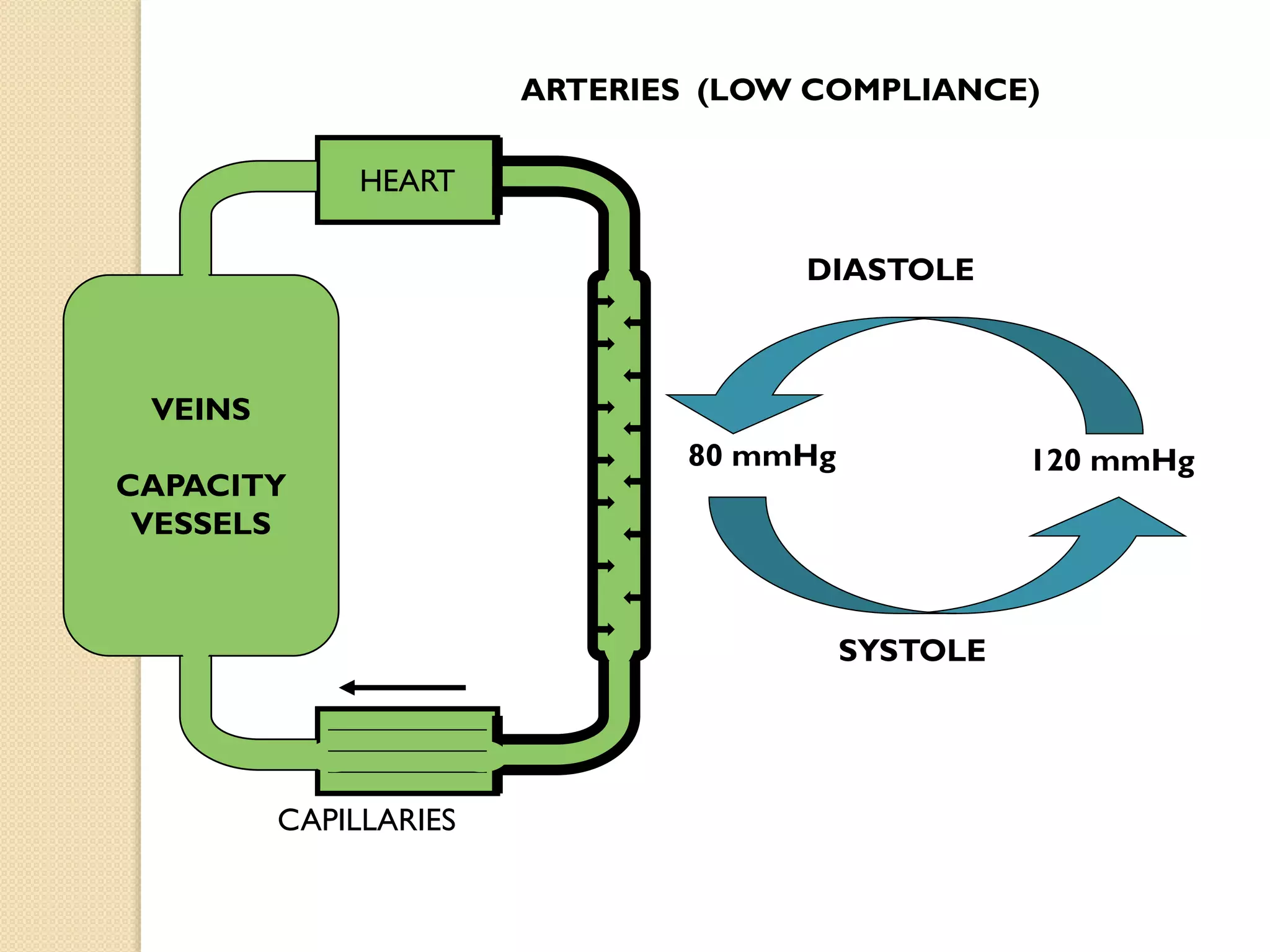 the cardiovascular system and Physiology of heart | PPTX
