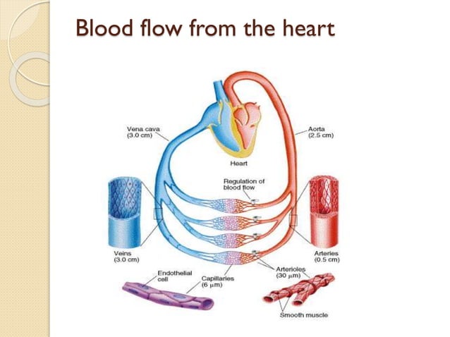 the cardiovascular system and Physiology of heart | PPTX