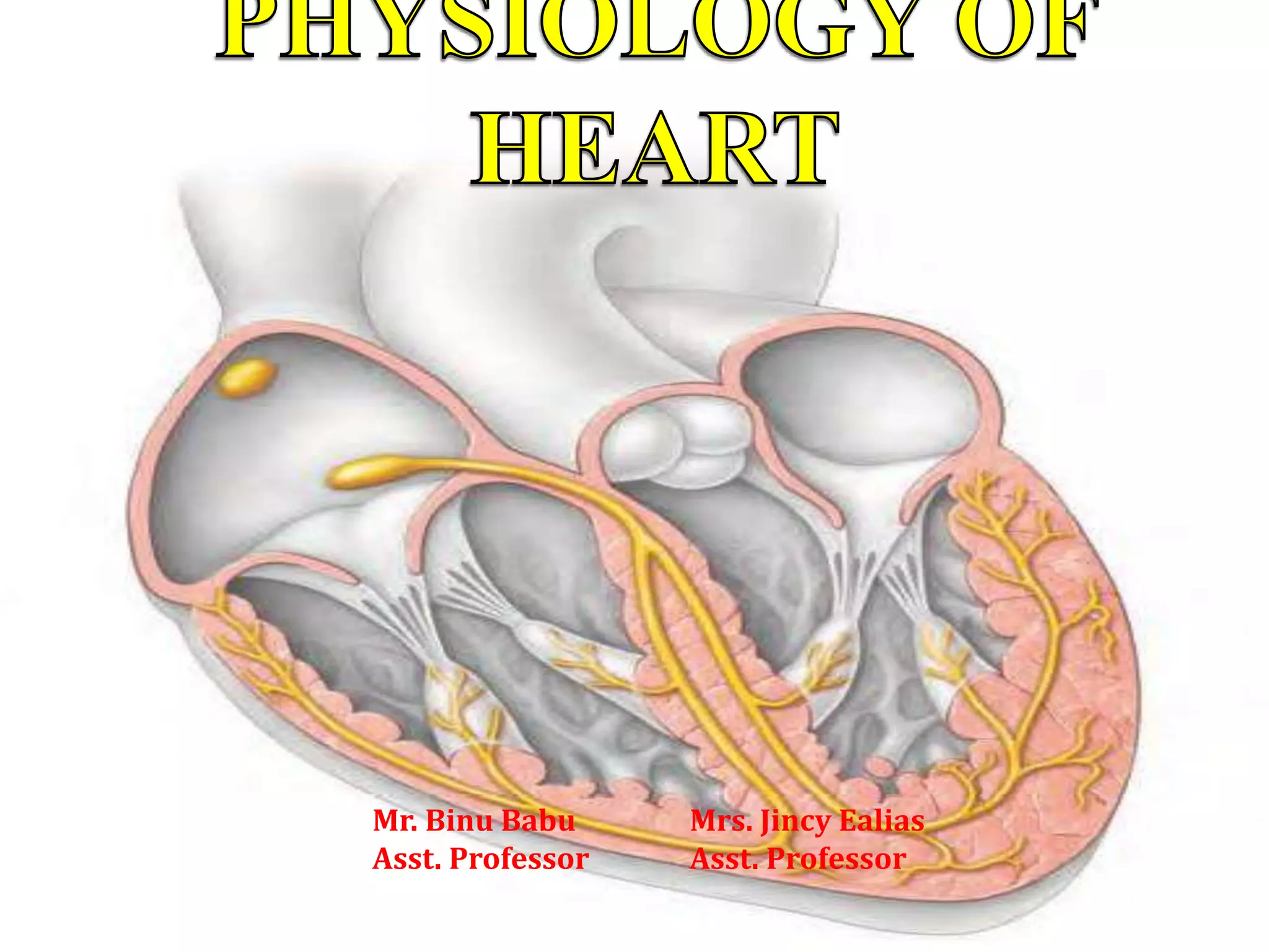 Physiology of heart | PPSX