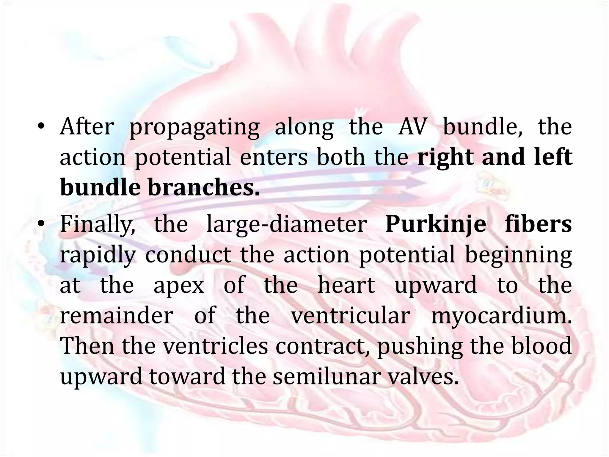 Physiology of heart | PPSX
