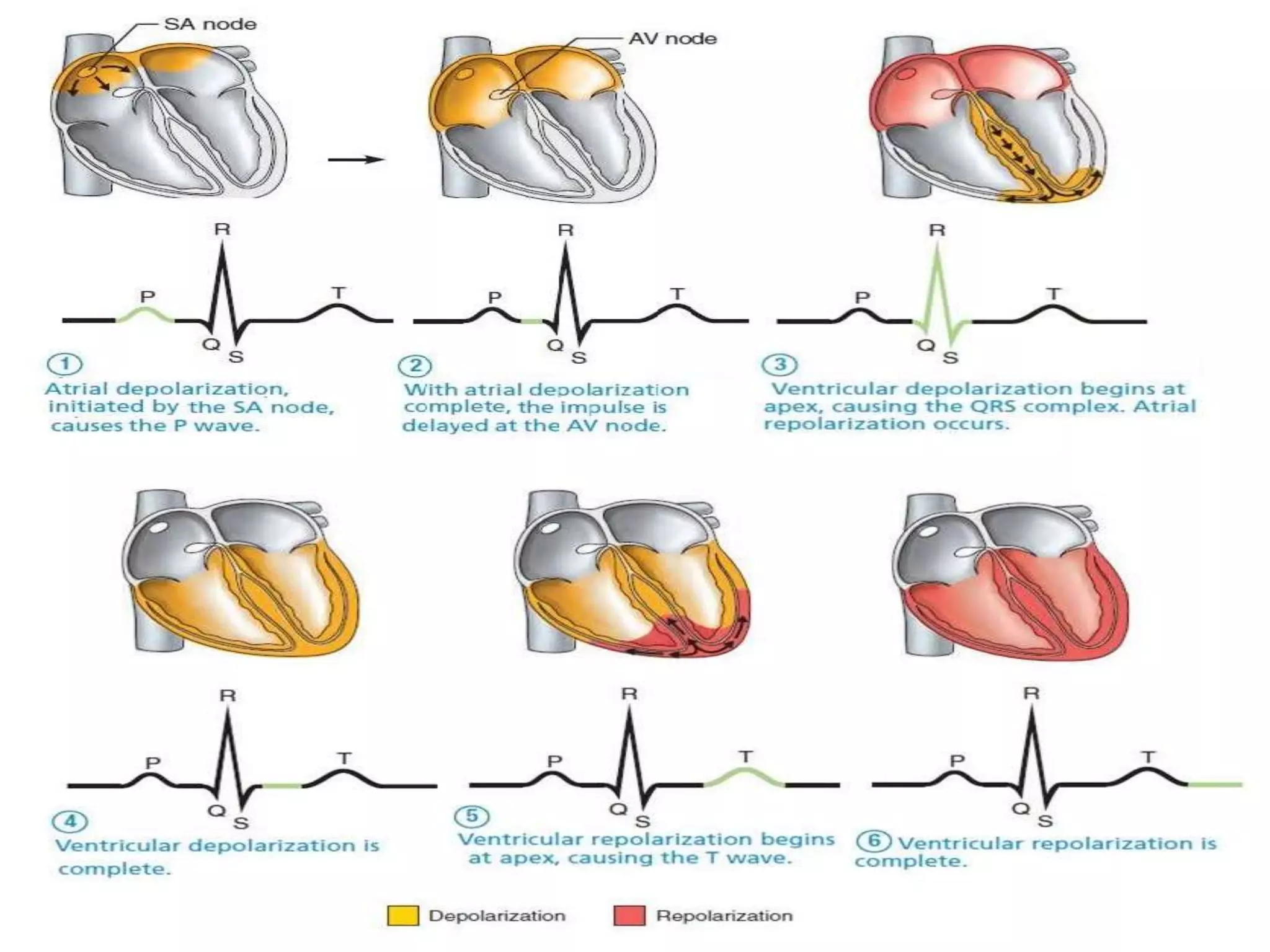 Physiology of heart | PPSX