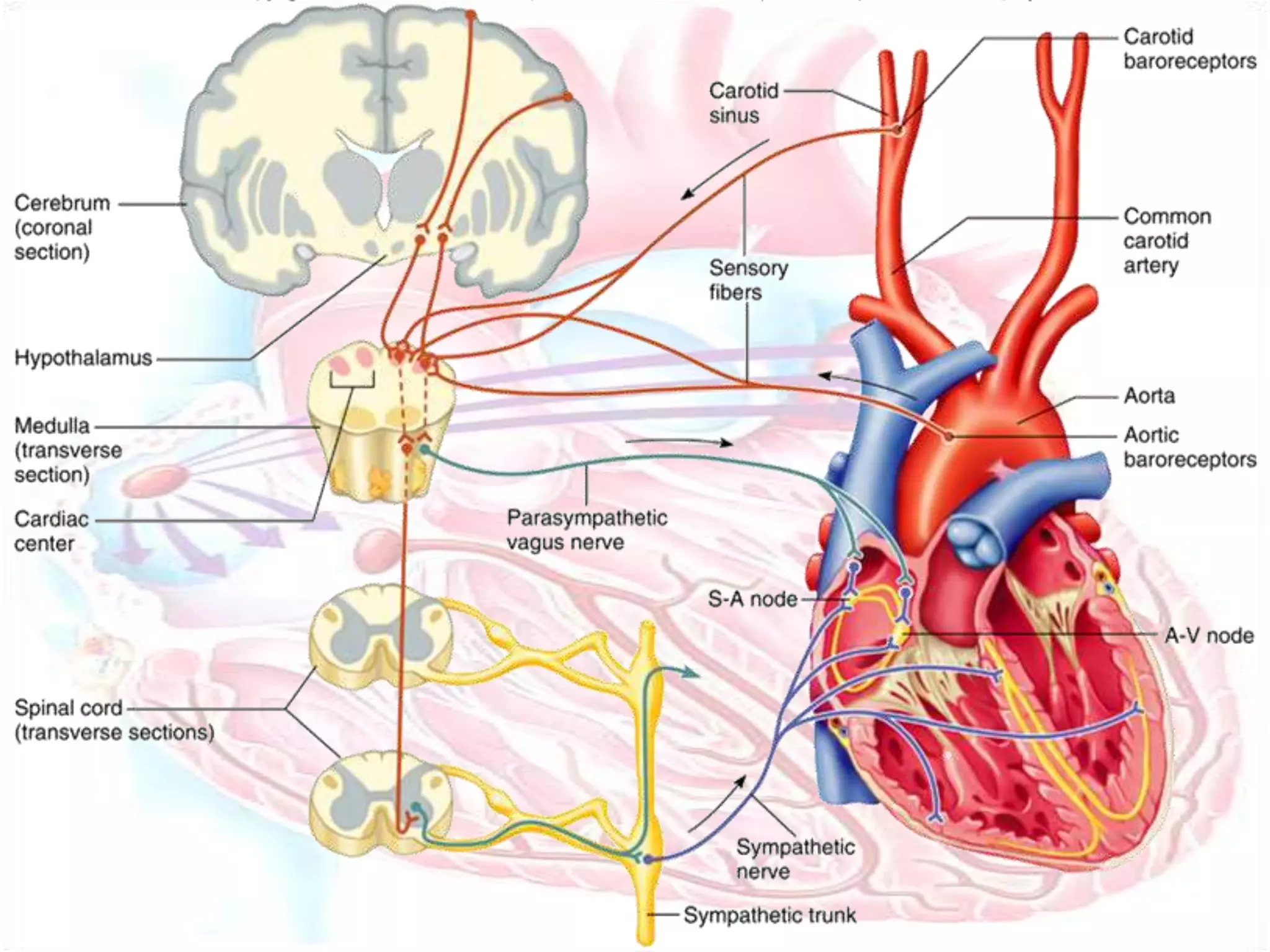 Physiology of heart | PPSX