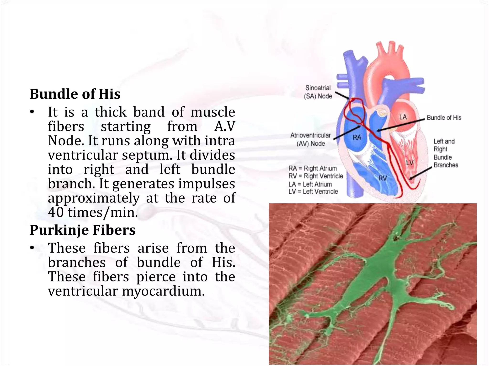 Physiology of heart | PPSX