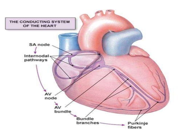 Physiology of heart | PPSX
