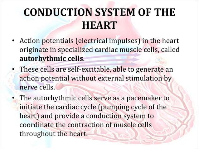 Physiology of heart | PPSX