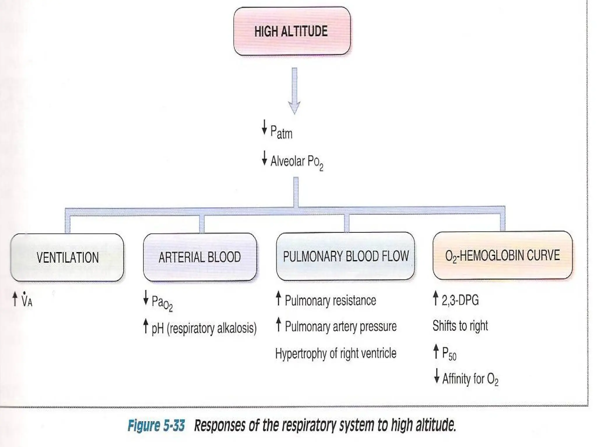 PHYSIOLOGY OF HIGH ALTITUDE.........pptx