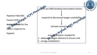 The Physiology of High Altitude Exposure | PDF