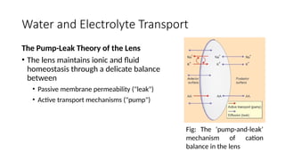 Physiology of Human Crystalline Lens _ppt | PPTX