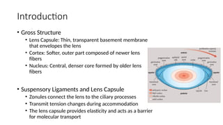 Physiology of Human Crystalline Lens _ppt | PPTX