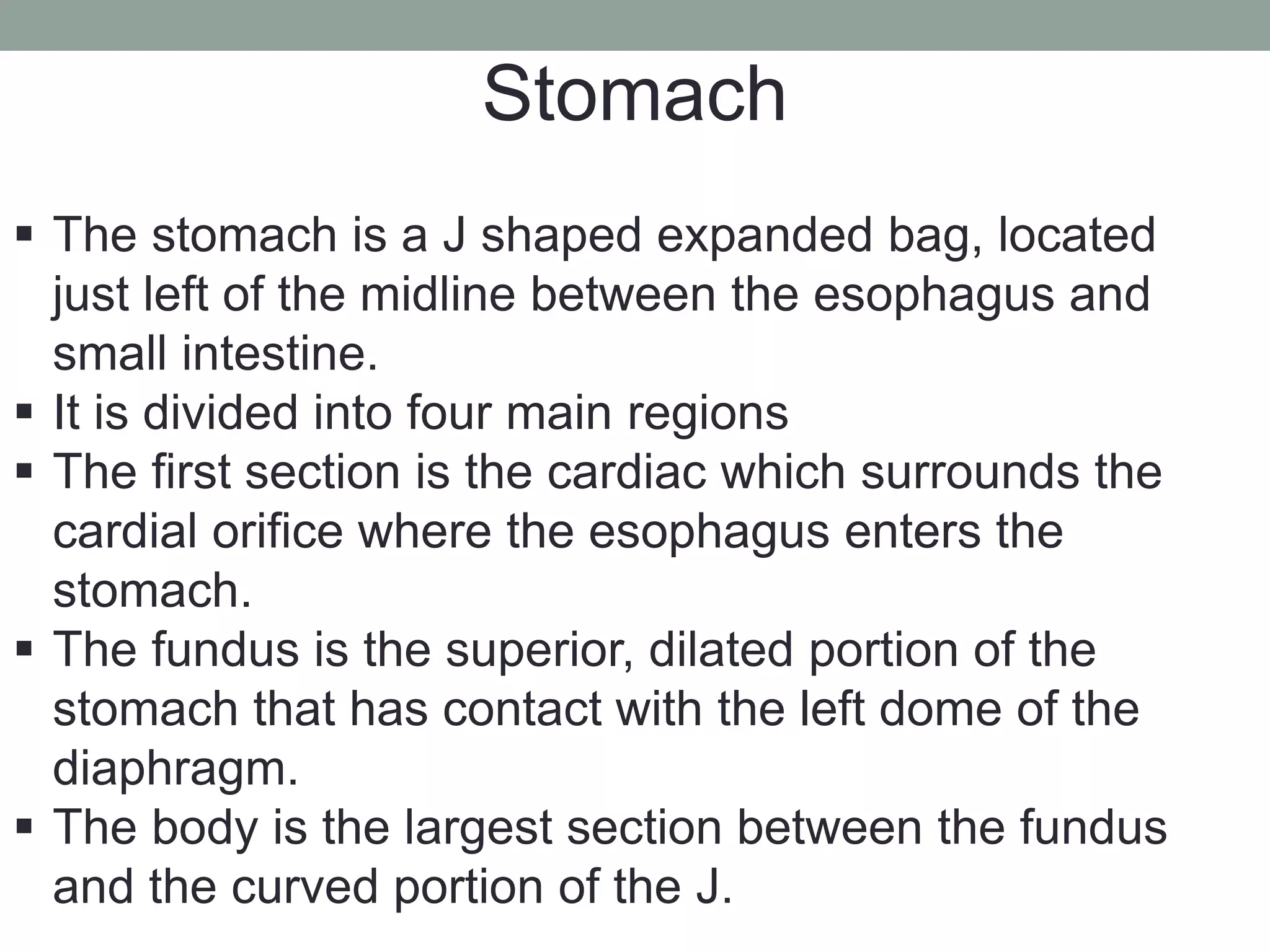 Physiology of human digestive system | PPTX